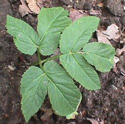 zevenblad – Plantenziektekunde.NL